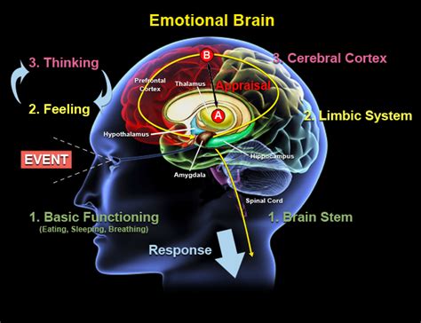 Brain Based Learning For Homeschoolers The Babblery