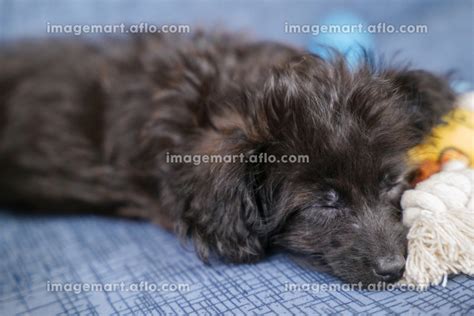 玩具にもたれて寝ている子犬の写真素材 201111971 イメージマート