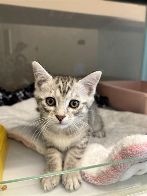 아메리칸 숏 헤어 루이 고양이 책임분양 강아지무료분양 고양이무료분양 유기견입양 아이조아요양보호소