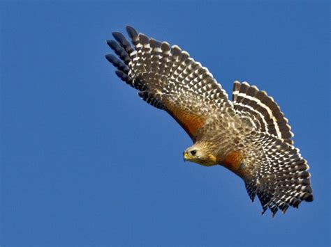 9 Beautfiul Locations To Watch Hawks In Oregon Birdwatching Buzz