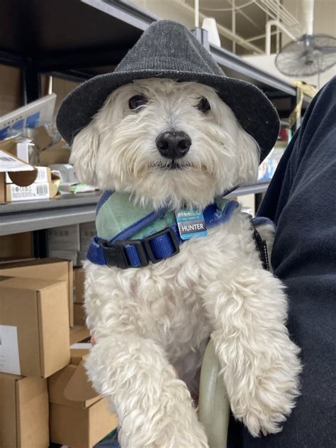 Looking Dapper R Maltese