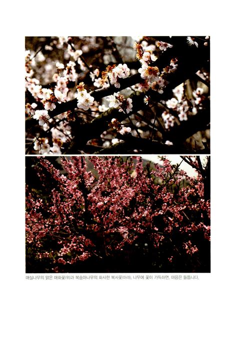 알라딘 미리보기 내 마음의 나무 여행