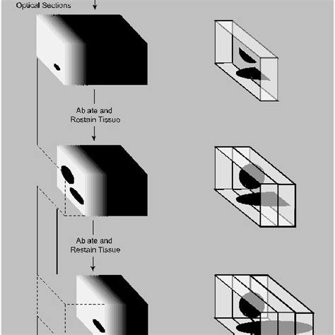 The Iterative Process By Which Tissue Is Imaged And Cut A Sample