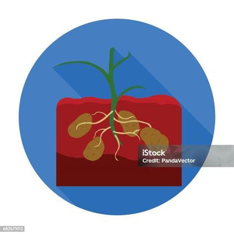 在白色背景下孤立的平面風格的馬鈴薯圖示植物符號股票向量圖向量圖形及更多平面設計圖片 平面設計 成熟 插圖 Istock