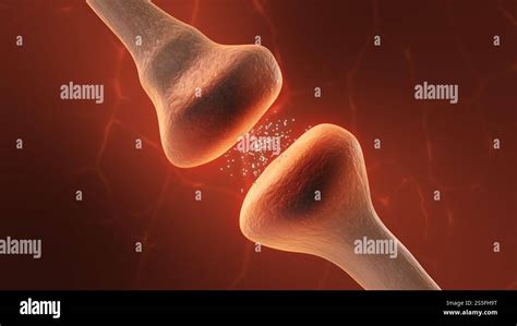 Molecular Brain Receptors Modulating Neural Activity Signals Stock