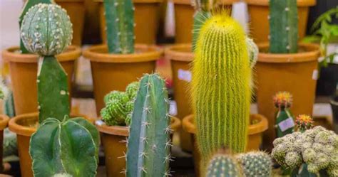 Cactus Propagation Starting Cactus Pups Pads Seeds And Plants