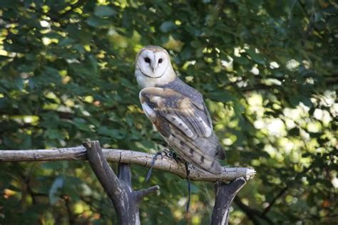 An Observant Owl 3d Modeling In Blender Rsuperbowl An Observant Owl 3d Modeling In Blender Rsuperbowl