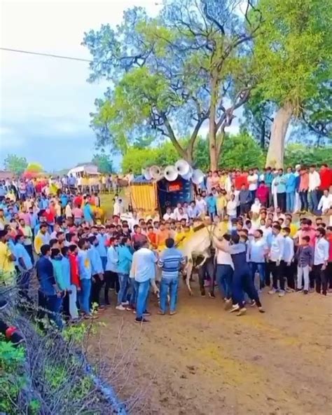 Bailgada Premi Statusbailgada Sharyatbail Gadi Videoshetkari Status