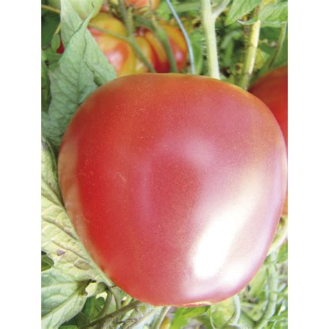 Tomate Pomme Rouge Bio Graine De Tomate Magellan Bio