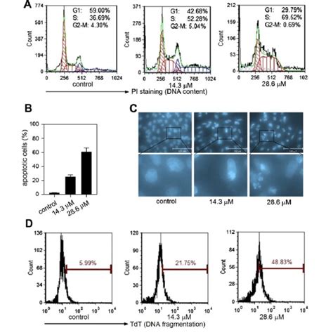 Map30 Arrests Cell Cycle Progression At The S Phase And Induces
