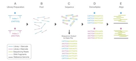 Next Generation Sequencing Principle Steps Involved And Applications Biology Notes Online