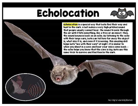 All About Bats Science For Preschool Pre K Kindergarten And First Grade