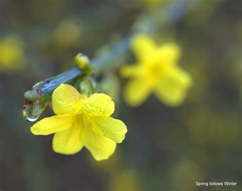 Spring Follows Winter Winter Jasmine Jasminum Nudiflorum
