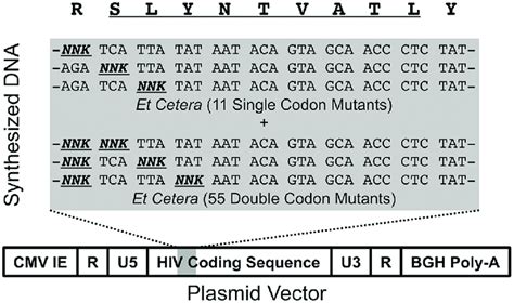 Production Of Hiv 1 Epitope Mutant Virus Libraries Double Stranded Dna