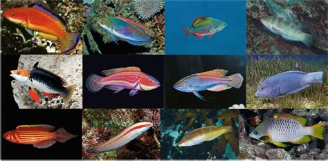 Samples From The Dataset Download Scientific Diagram