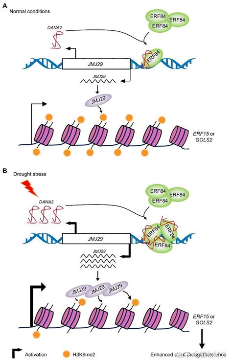 Mol Plant南昌大学王东团队和中科院遗传所曹晓风团队揭示长链非编码RNA DANA2调控植物干旱应答的分子机制 知乎