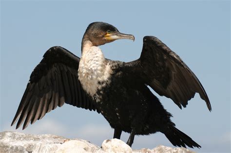White Breasted Cormorant  Birdforum