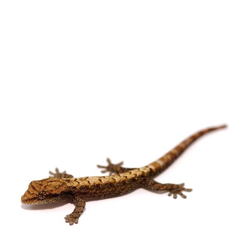 Mourning Gecko Equipment List