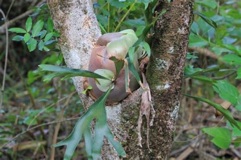 ტყე რომელიც 150 მილიონი წლისაა