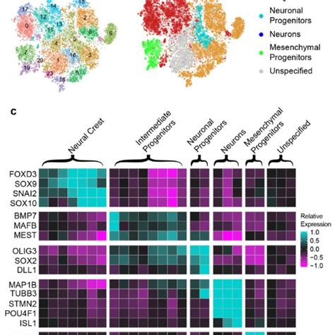 Spheres Containing Neuromesodermal Progenitors Generate Neurons And
