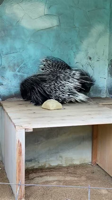 エヴァで知ったヤマアラシのジレンマ、実際は二頭でぬくぬくと温まっている姿に衝撃を受けた「真実はアニメではなく、姫路市立動物園にある