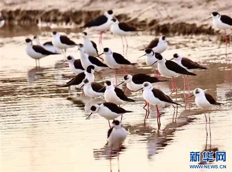 河北沧州南大港候鸟栖息地成功列入世界遗产 新华网河北频道 新华网