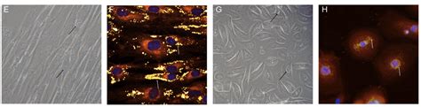 LD Images Obtained From NLSDI Skin Cells Phase Contrast Images Of Download Scientific Diagram