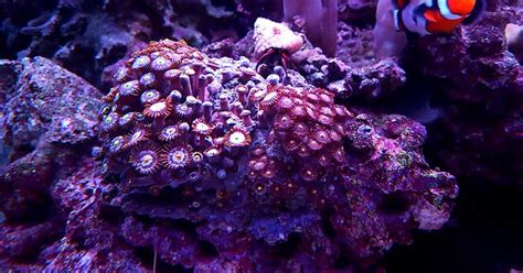 Aquarium Album On Imgur