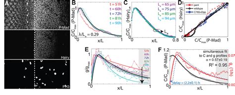Pdf Growth Control By A Moving Morphogen Gradient During Drosophila
