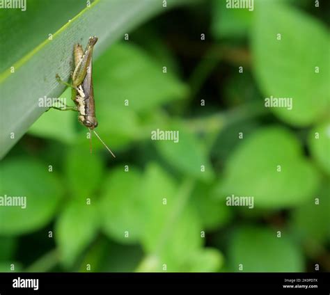 Grasshopper On Tree Leaf With Natural Green Background Black And Green