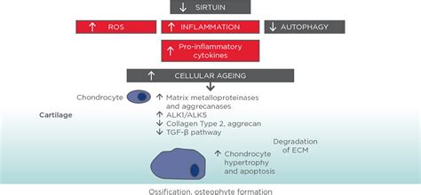 Figure 1 From Osteoarthritis And Ageing Semantic Scholar