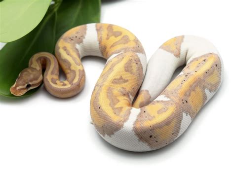Banana Pied Female Dynasty Reptiles