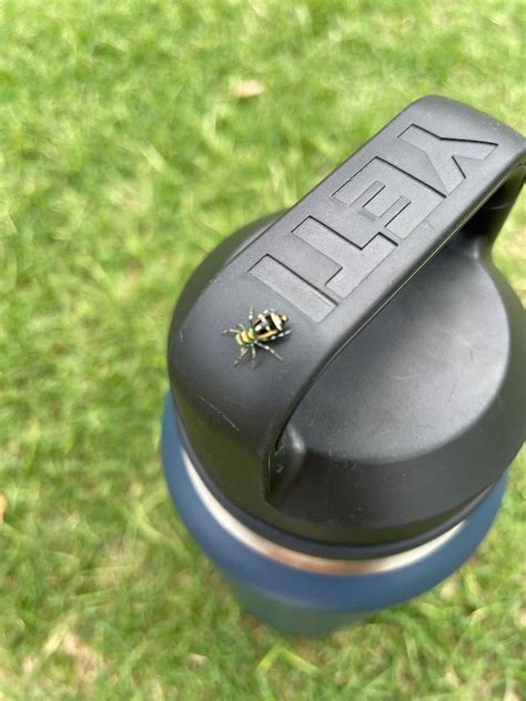 What Kind Of Spider Bug Is This Brisbane Australia R Whatsthisbug