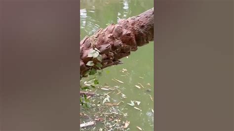 সাপ খেলা Youtube