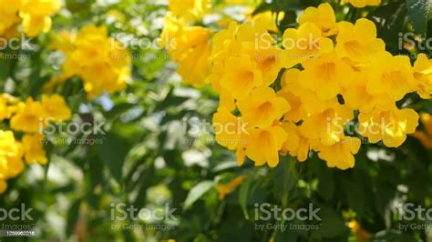 덤불의 가지에 무리에 아름다운 노란색 꽃 내추럴 플로럴 배경 봄 분위기 화창하고 밝은 색상의 대조 낙원에서 녹색 잎열대 이국적인 식물 0명에 대한 스톡 사진 및 기타 이미지