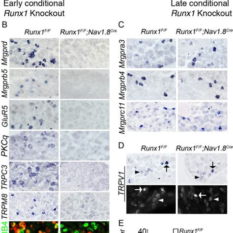 expression of runx1 dependent genes in runx1 persistent versus
