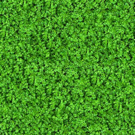 Green Meadow Grass Seamless Texture Stock Image Colourbox