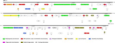 Characterization And Genome Annotation Of A Newly Detected
