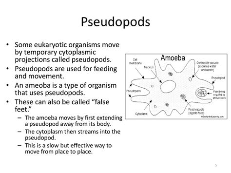 Adaptations Of Unicellular Organisms Ppt Download