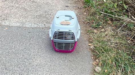 Shelter Takes In Mom And Kittens Dumped In Their Driveway Despite Being