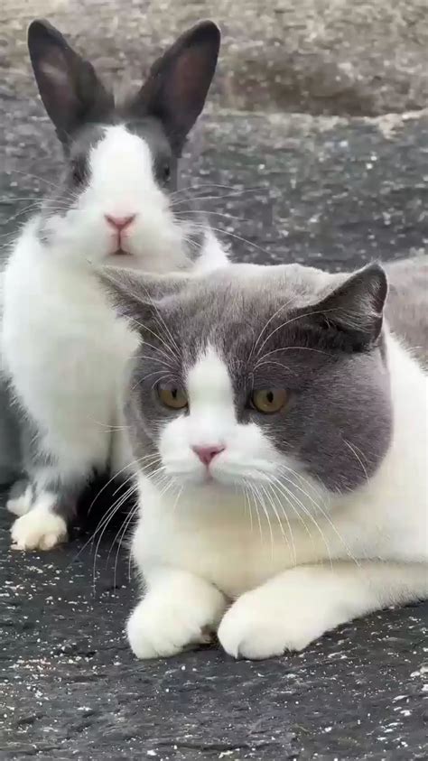 Find their twinc : r/funnygifs