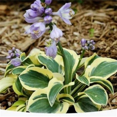 Hosta Bulbs For Planting Perennialhosta Plants Bulbs For Salehosta