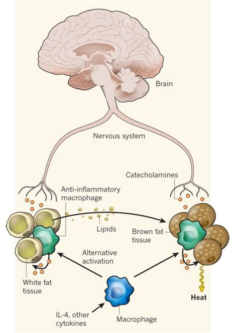 Immune Cells Fuel The Fire Nature