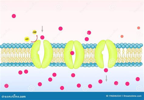 Activa Transport With Atp Stock Vector Illustration Of Editor 196046334