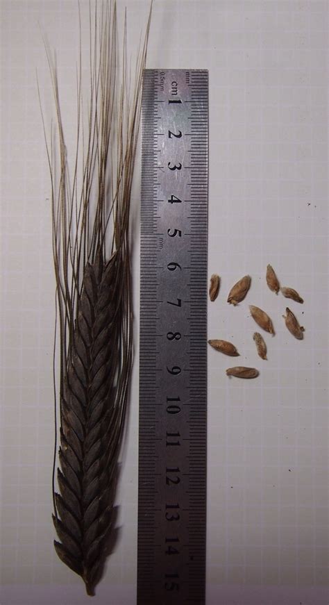 Triticum Dicoccum Изображение особи Плантариум