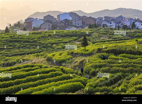 Linhai Zhejiang Taizhou LAN Tian Shan Tea Plantations Stock Photo Alamy