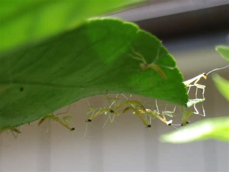 カマキリの卵から幼虫が孵化して生まれてきたようすをズーム写真で。 遊んで学ぶお父さん