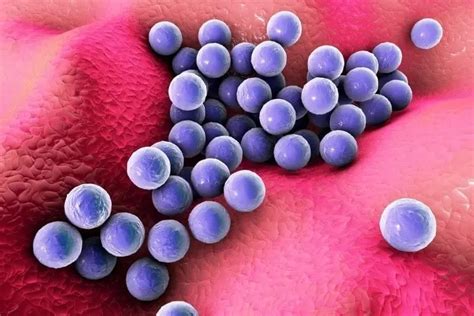 Exploring Staphylococcus Aureus What You Must Need To Know Microbial Notes