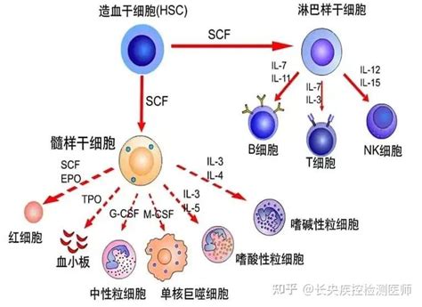 查t 淋巴细胞亚群 Cd4 Cd8 数值正常能否说明我的免疫功能是正常的 不会说导致 Hiv 梅毒 知乎