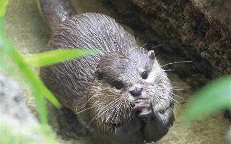 今月の動物：コツメカワウソとスンダスローロリス